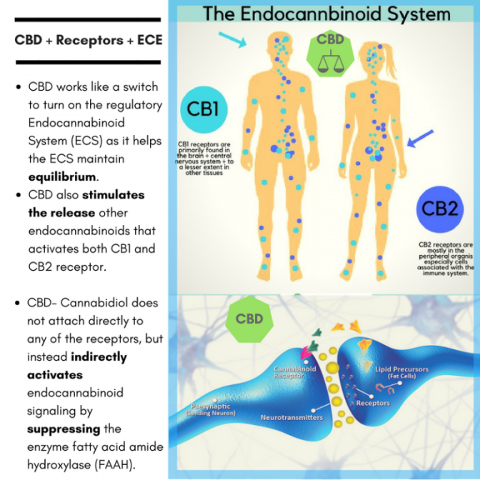 CBD and other Cell Receptor Sites – LeRoy Diener