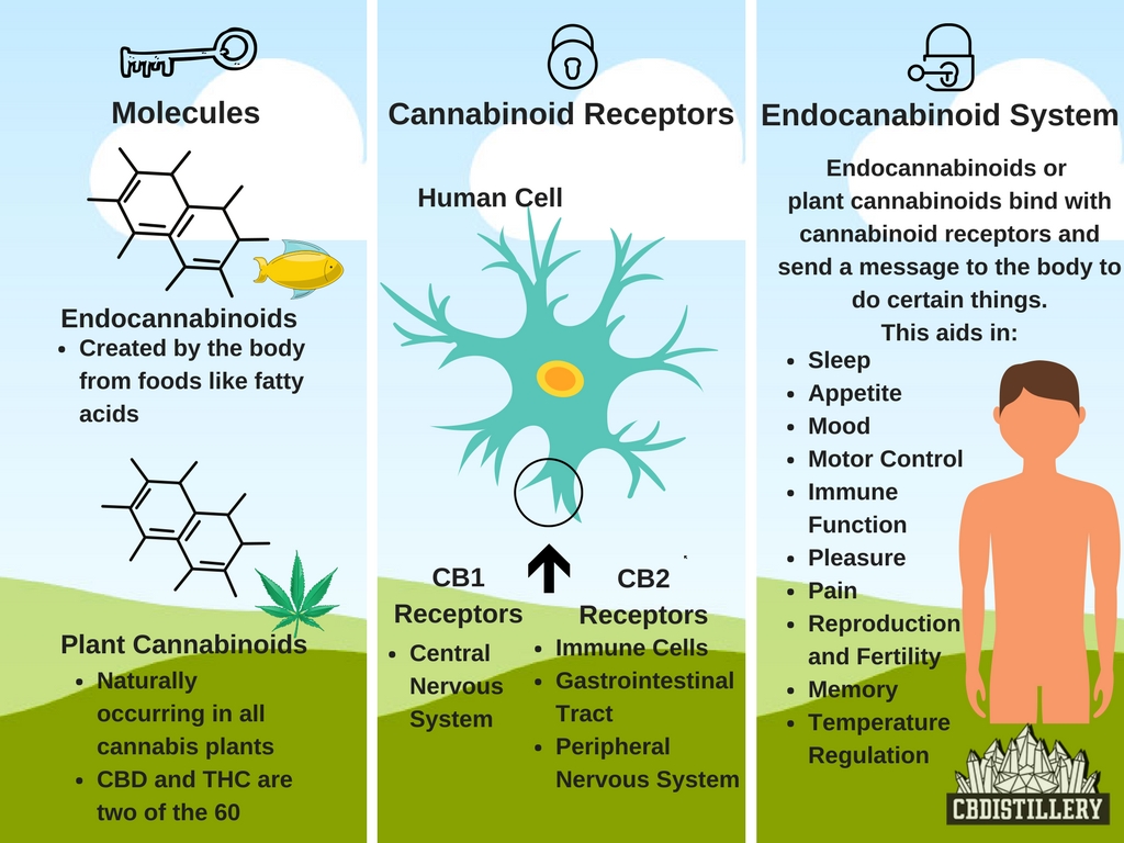 How Does CBD work? – LeRoy Diener